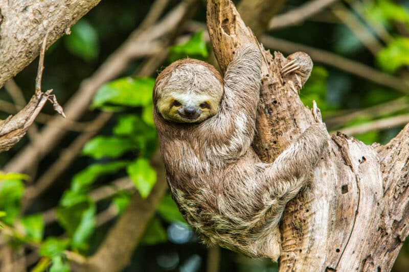 Amazon Cultural Adventure | Group Travel To Brazil