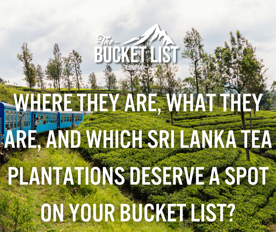 Sri Lanka Tea Plantations To Add To Your Bucket List